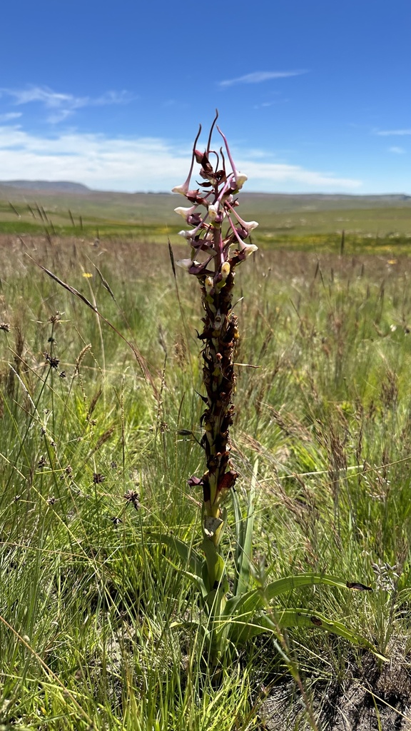 Tailsup Disa from Verlorenvlei, Belfast, MP, ZA on January 21, 2023 at ...