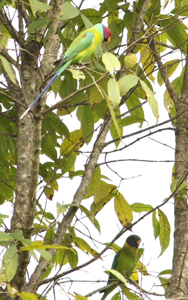 Plum-headed Parakeet from Maralwadi Dam on October 22, 2022 at 11:56 AM ...