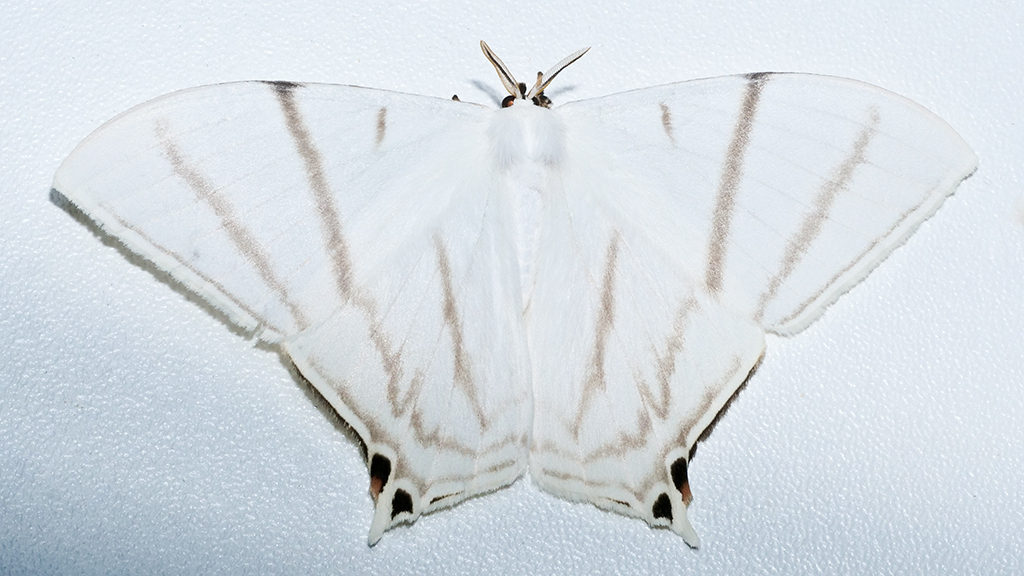 Therinia from Finca Heimatlos Eco Lodge and Farm on August 1, 2022 at ...