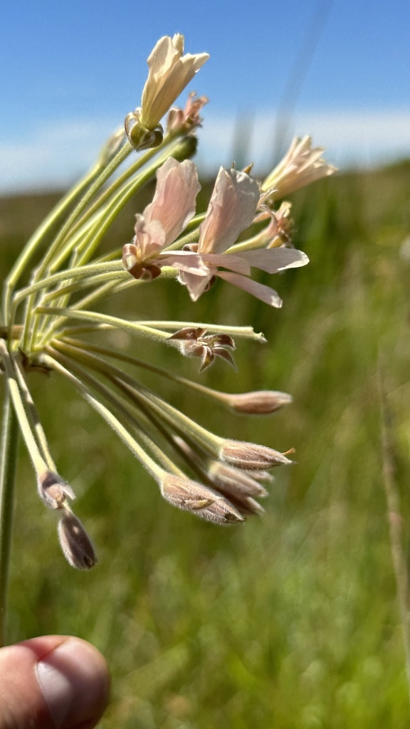 Lurid Storksbill from Verlorenvlei, Belfast, MP, ZA on January 21, 2023 ...