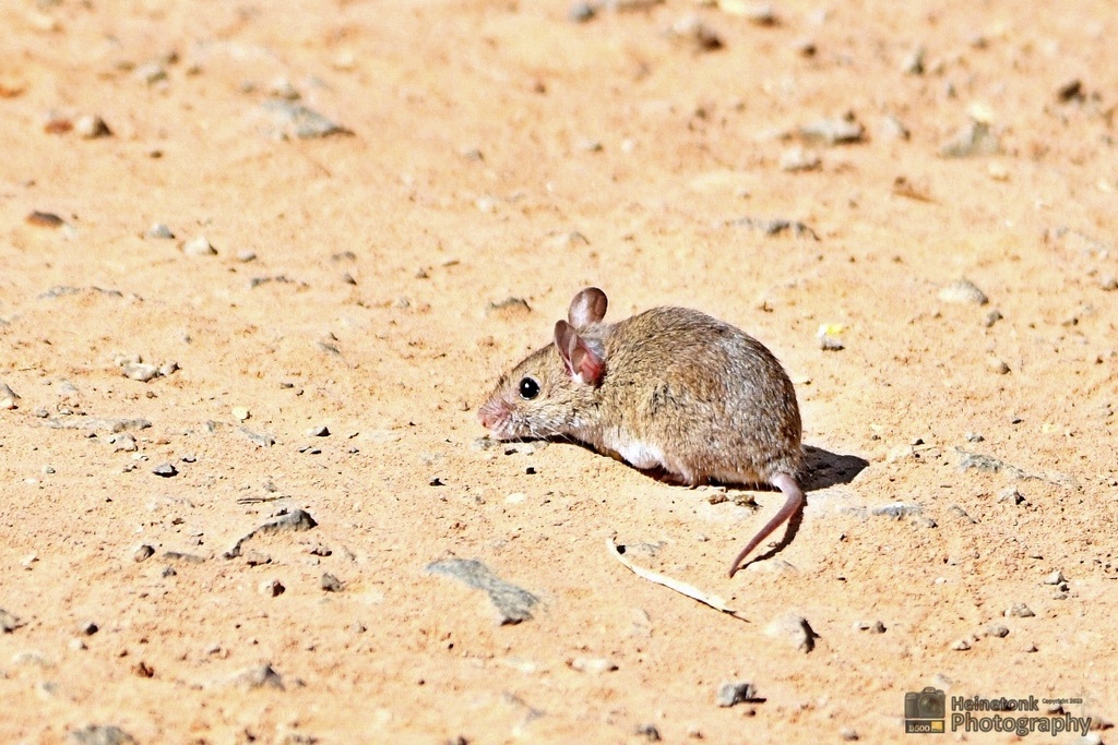 Fawn-coloured Mouse from Sa Luang, Chorakhe Hin, Khon Buri District ...