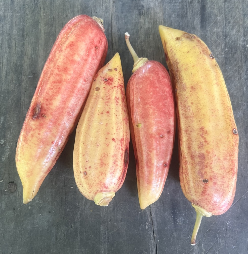 cuachilote from La Española, San Cristóbal, San Cristóbal, DO on ...