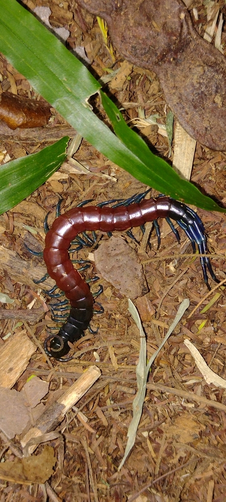 Rhysida brasiliensis from Parque Olhos d'Água on January 22, 2023 at 09 ...