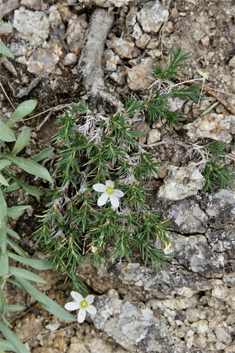 Eremogone griffithii · iNaturalist