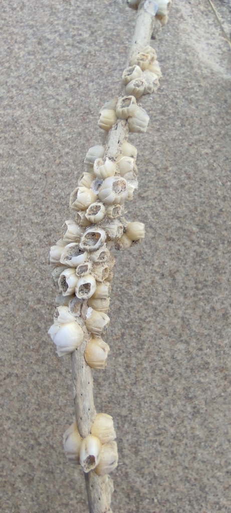 Bay Barnacle from 93105, Lietuva on January 22, 2023 at 11:27 AM by ...