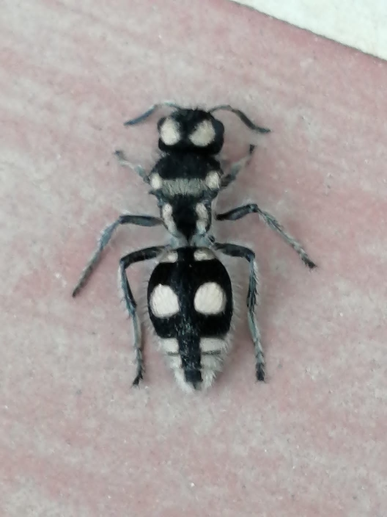 Hoplomutilla from Zapatoca on January 22, 2023 at 09:55 AM by Oscar ...