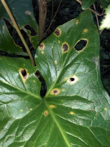 Phyllosiphon ari · iNaturalist Ecuador