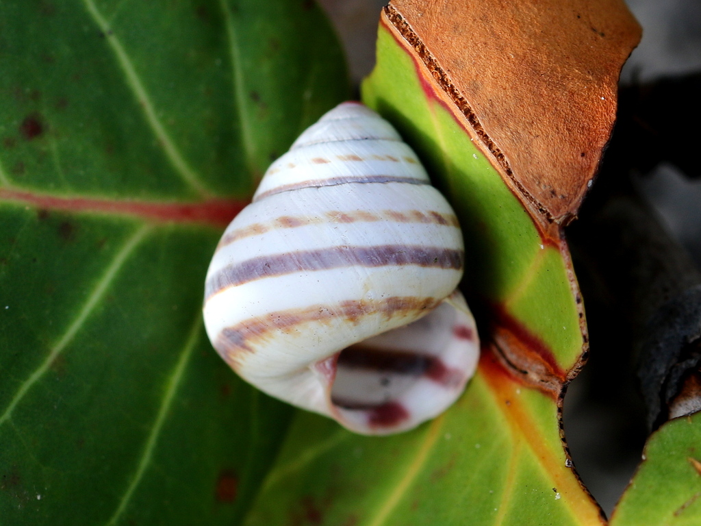 Sea grape snail from Miami-Dade County, FL, USA on January 22, 2023 at ...