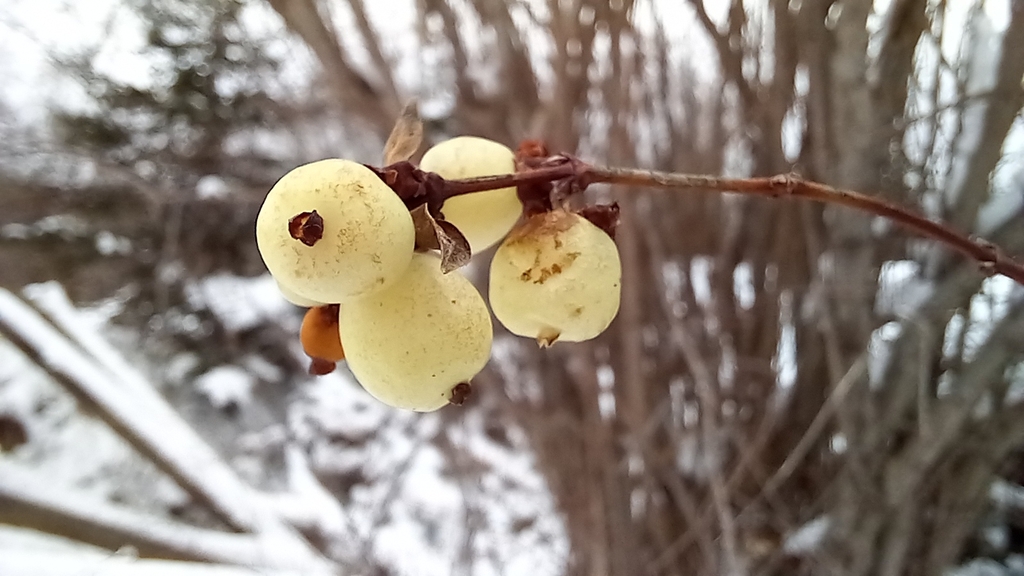 Common Snowberry from Annapolis Royal, NS B0S 1A0, Canada on January 22 ...