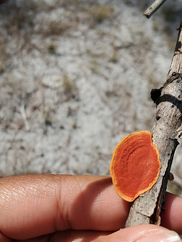 Cinnabar Bracket from Abacoa, Jupiter, FL, USA on January 19, 2023 at ...