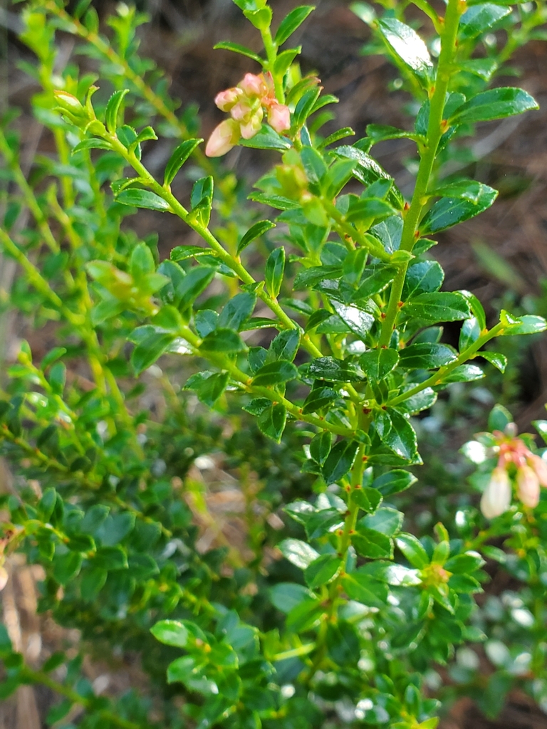Shiny blueberry from Abacoa, Jupiter, FL, USA on January 19, 2023 at 01 ...