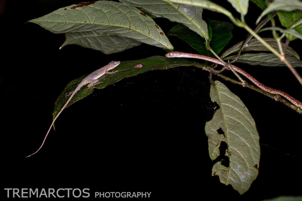 Common Blunt-headed Tree Snake from La Selva Biological Station ...