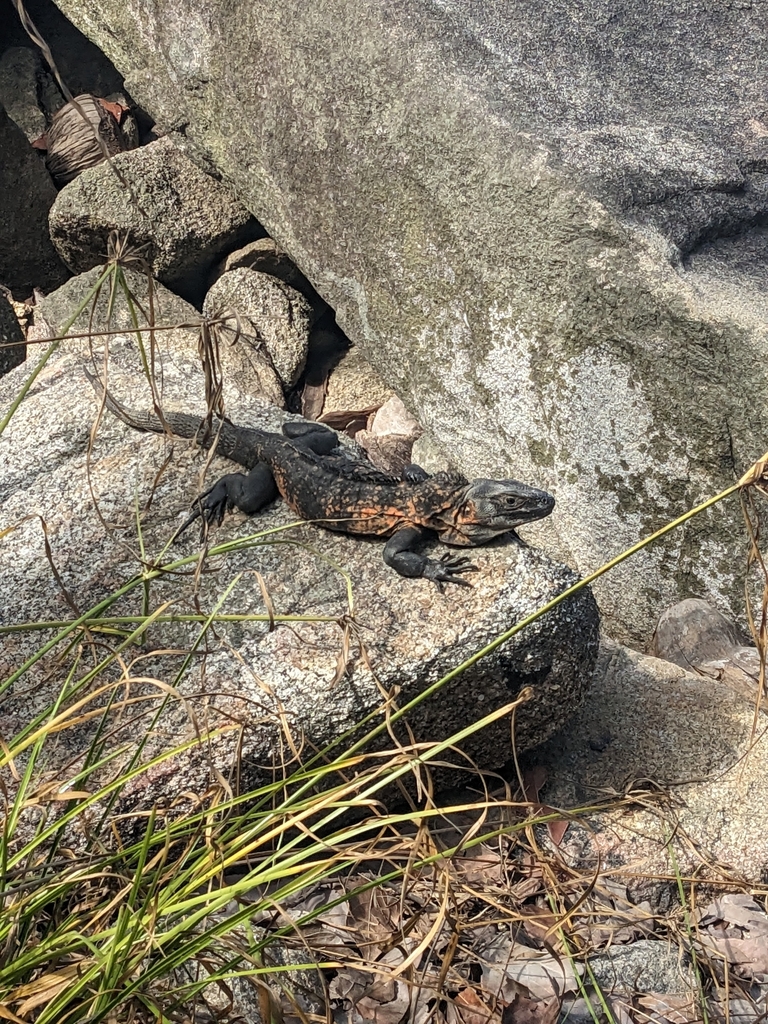 Western Spiny-tailed Iguana from Puerto Vallarta on January 22, 2023 at ...