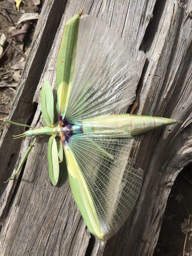Children’s Stick Insect from Cudgera Creek Rd, Mooball, NSW, AU on ...