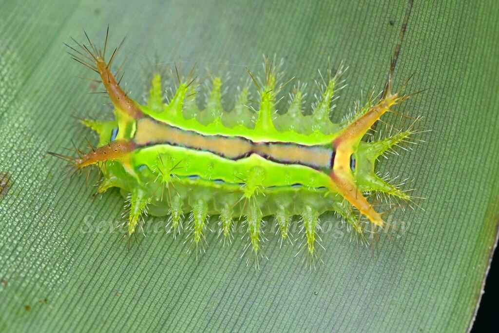 Birthamula rufa from 中国海南省琼中黎族苗族自治县 on January 14, 2023 at 11:52 AM by ...