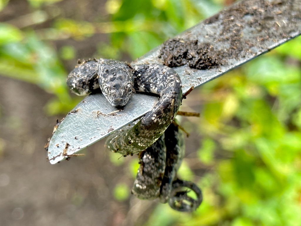 Cloudy Snail-eating Snake from Cotacachi, Ecuador on January 11, 2023 ...