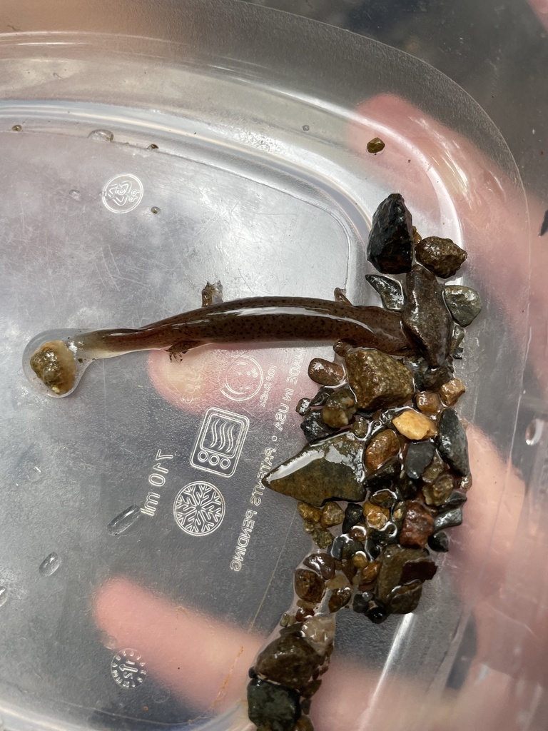 Spring Salamander from Great Smoky Mountains National Park, Gatlinburg ...