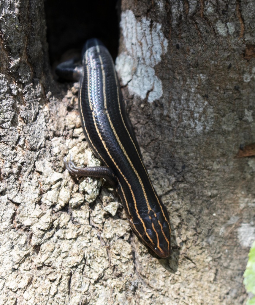 Broad-headed Skink from Washington County, FL, USA on June 9, 2018 at ...