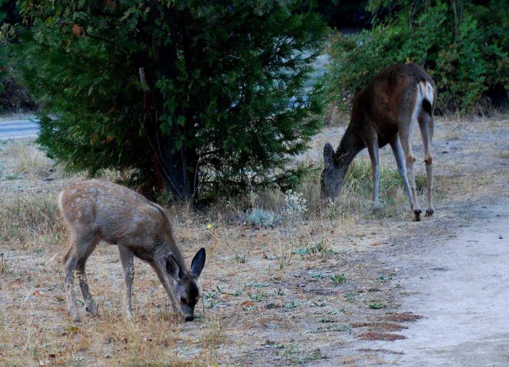 Mule Deer from Yosemite National Park, CA on September 30, 2007 by John ...