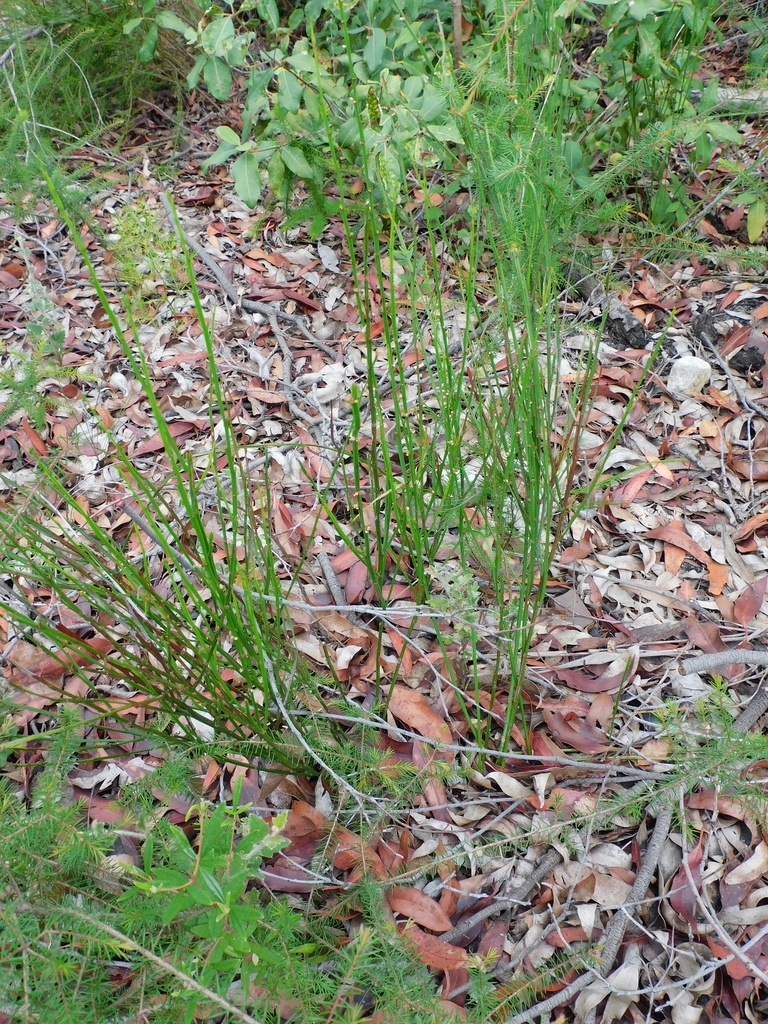 Broom Spurge from Bowen Mountain NSW 2753, Australia on January 21 ...