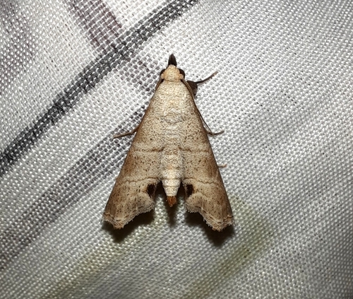 Lambana cucullatalis · iNaturalist