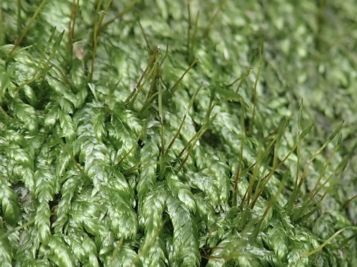 Entodon challengeri · iNaturalist