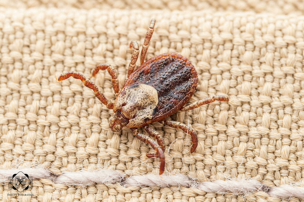 Pacific Coast Tick from 美国加利福尼亚圣迭戈 on January 22, 2023 at 05:03 PM by ...