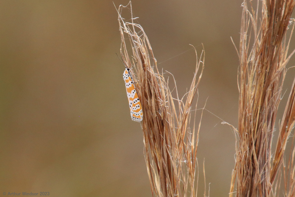 Ornate Bella Moth from JW Corbett Wildlife Management Area, FL, USA on ...