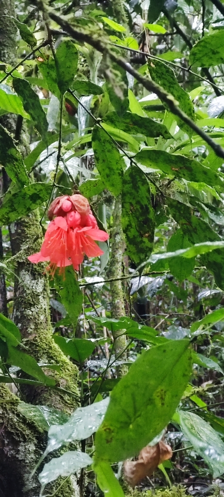 Brownea coccinea capitella from Tunapuna/Piarco, TT on January 22, 2023 ...
