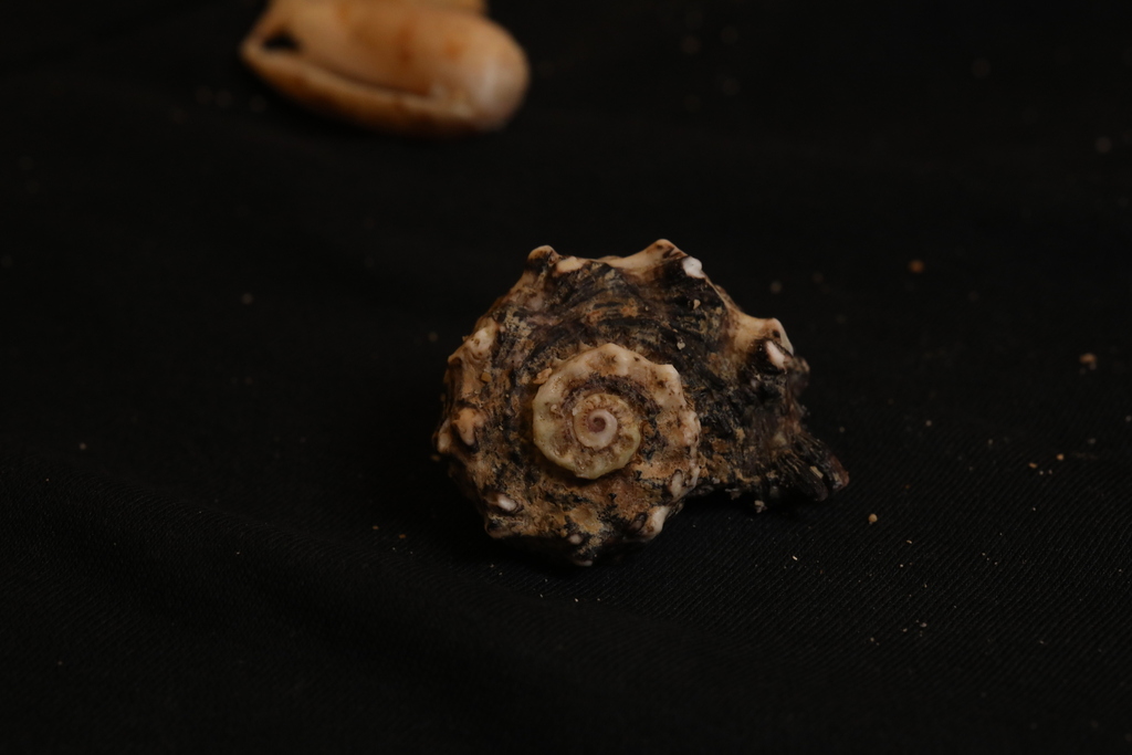 Lacinate Dolphin Shell from 中国海南省三亚市 on January 19, 2023 at 02:05 AM by ...