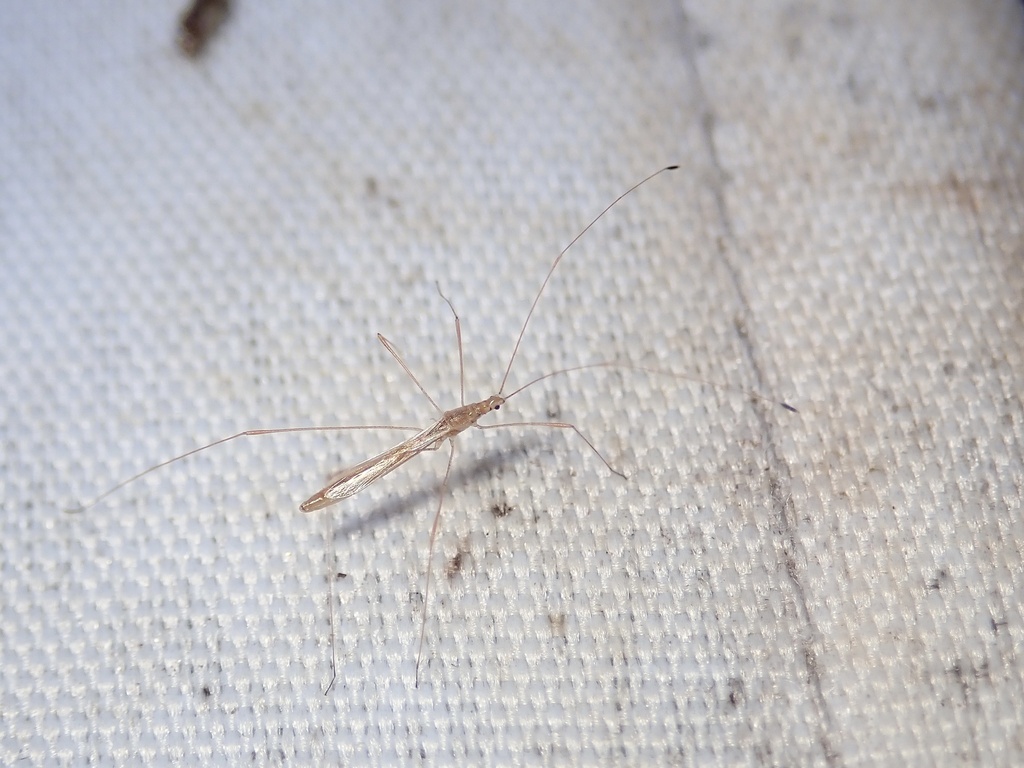 Yemma exilis from 南野, 四條畷市, 大阪府, JP on November 16, 2022 at 07:17 AM by ...