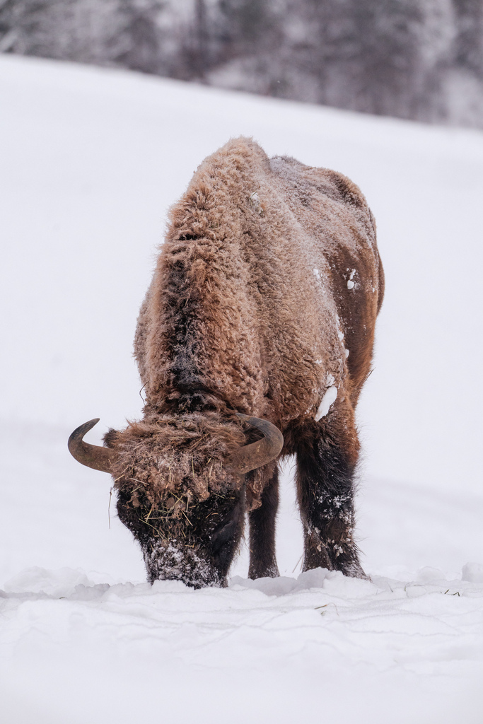 European Bison in January 2023 by Oliver Ingold. Wisent Thal · iNaturalist