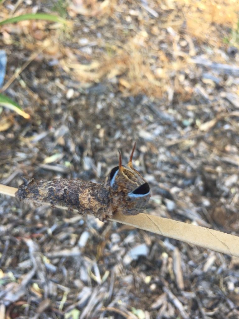 Gum Snout Moth from Bold Park Aquatic, City Beach, WA, AU on January 23 ...