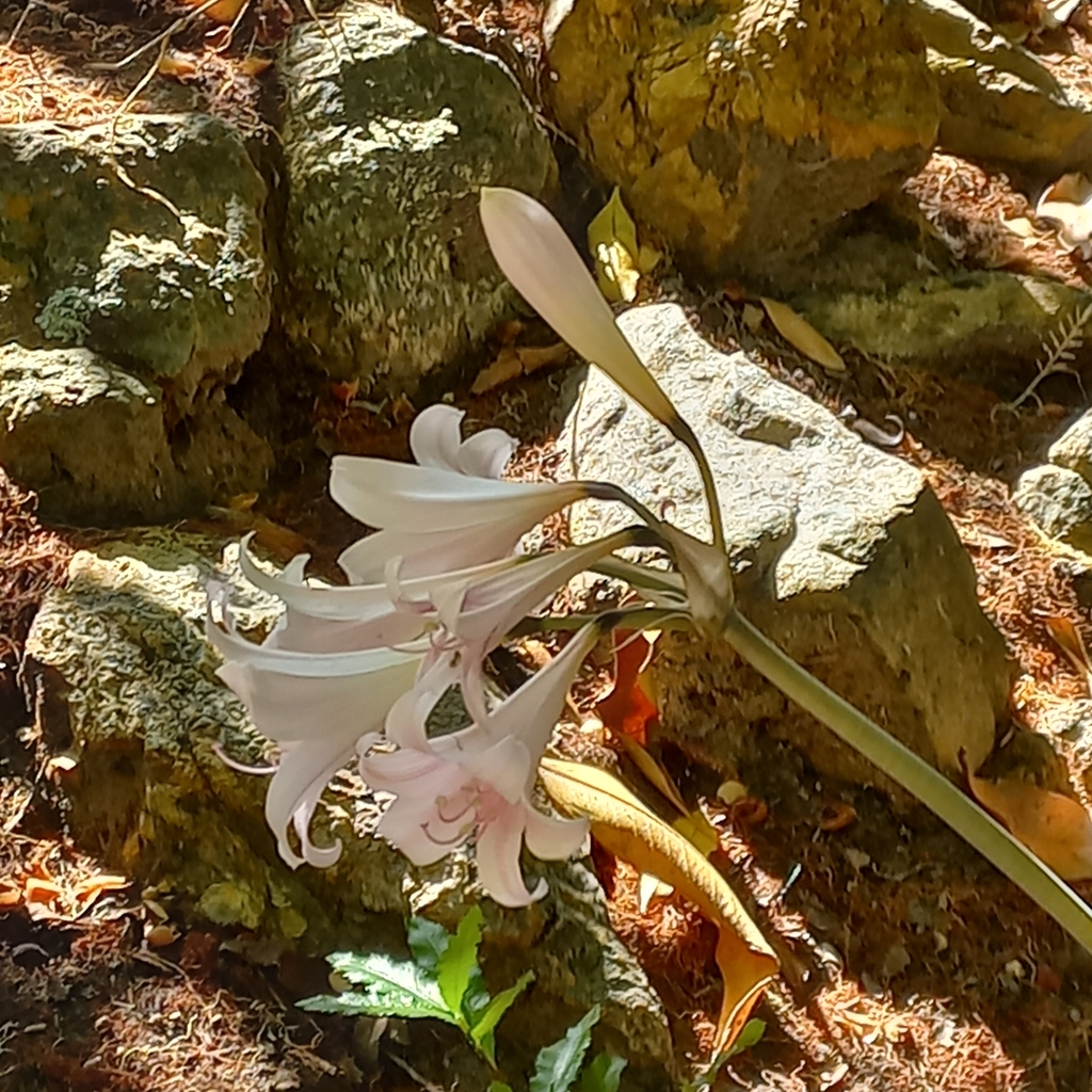 Belladonna Lily from Caledon Wildflower Garden and Nature Reserve, Erf ...
