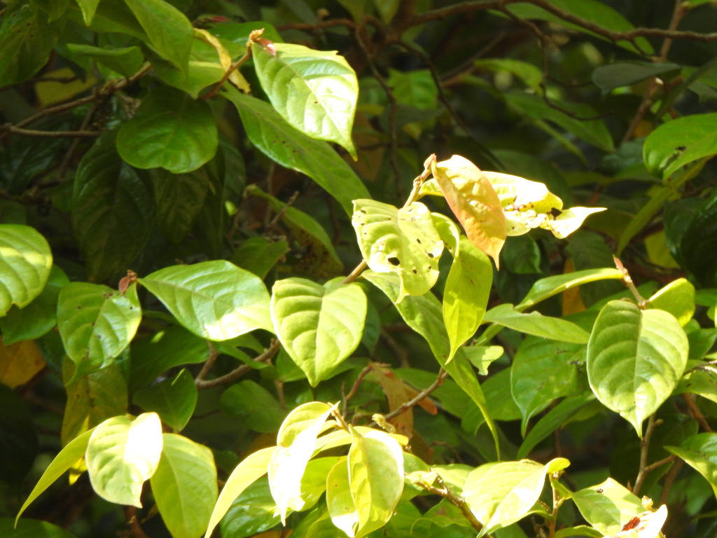Antidesma montanum from Kadamane Tea Estate, Karnataka on January 22 ...