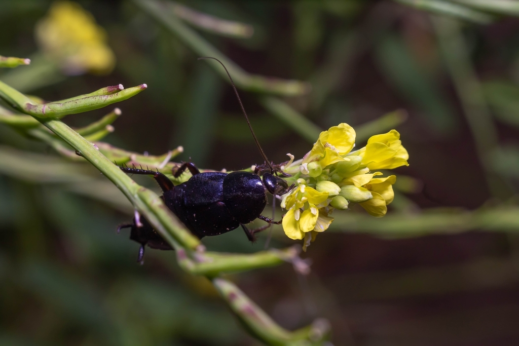 Moluchia brevipennis from Parque Natural Cerro Los Pinos on November 22 ...