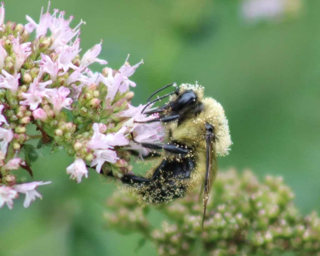 Brown-belted Bumble Bee from Montreal, QC H4E 4J3, Canada on July 30 ...