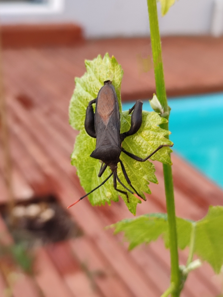 Anoplocnemis pectoralis from Helderberg Rural, Sir Lowry's Pass, 7135 ...
