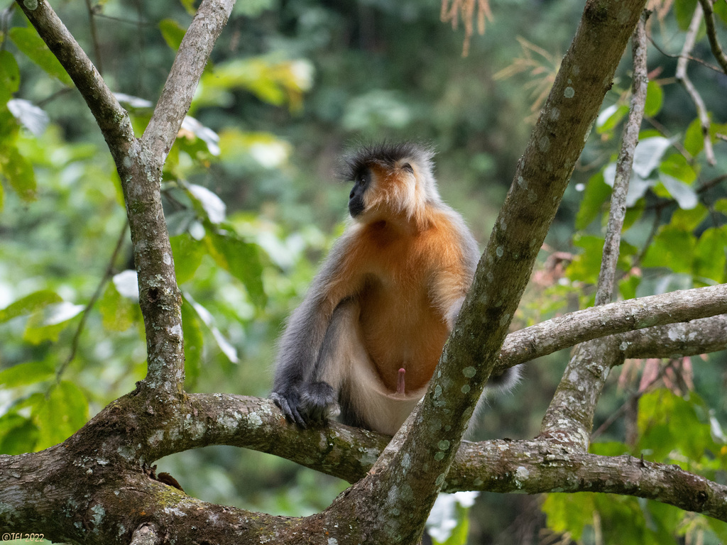 Capped Lutung in November 2022 by tfi222 · iNaturalist