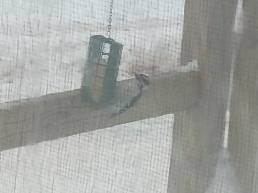 Downy Woodpecker from Bayfield, WI, USA on January 23, 2023 at 12:23 PM ...