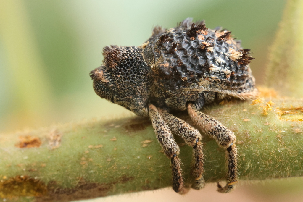 Desmidophorus from Rumphi, Malawi on January 16, 2023 at 01:48 PM by ...