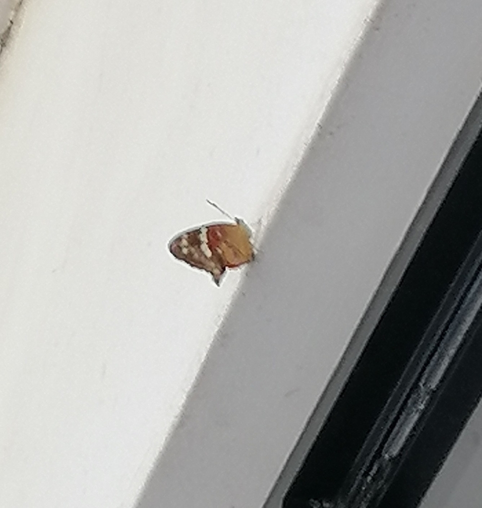 Red Peacock from San Juan, Bolivia on January 23, 2023 at 03:13 PM by ...