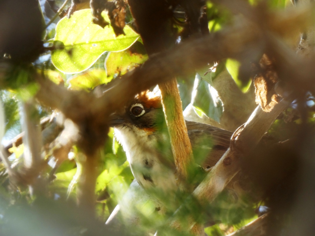 Rusty-crowned Ground-Sparrow from Adolfo López Mateos, Adolfo Lopez ...