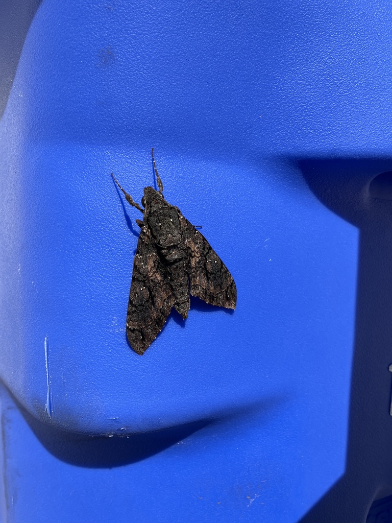 Giant Sphinx in January 2023 by Jennifer Siemer · iNaturalist