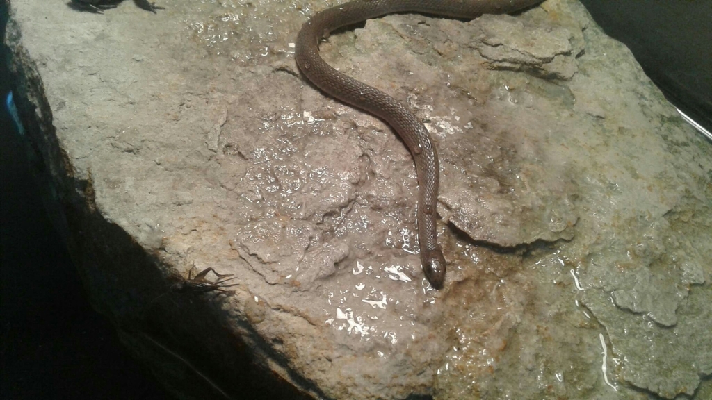 Rough Earthsnake from Zachary, LA 70791, USA on June 15, 2021 by ...