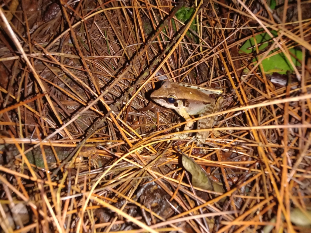 Javan Torrent Frog from Taman Nasional Gunung Halimun Salak on January ...
