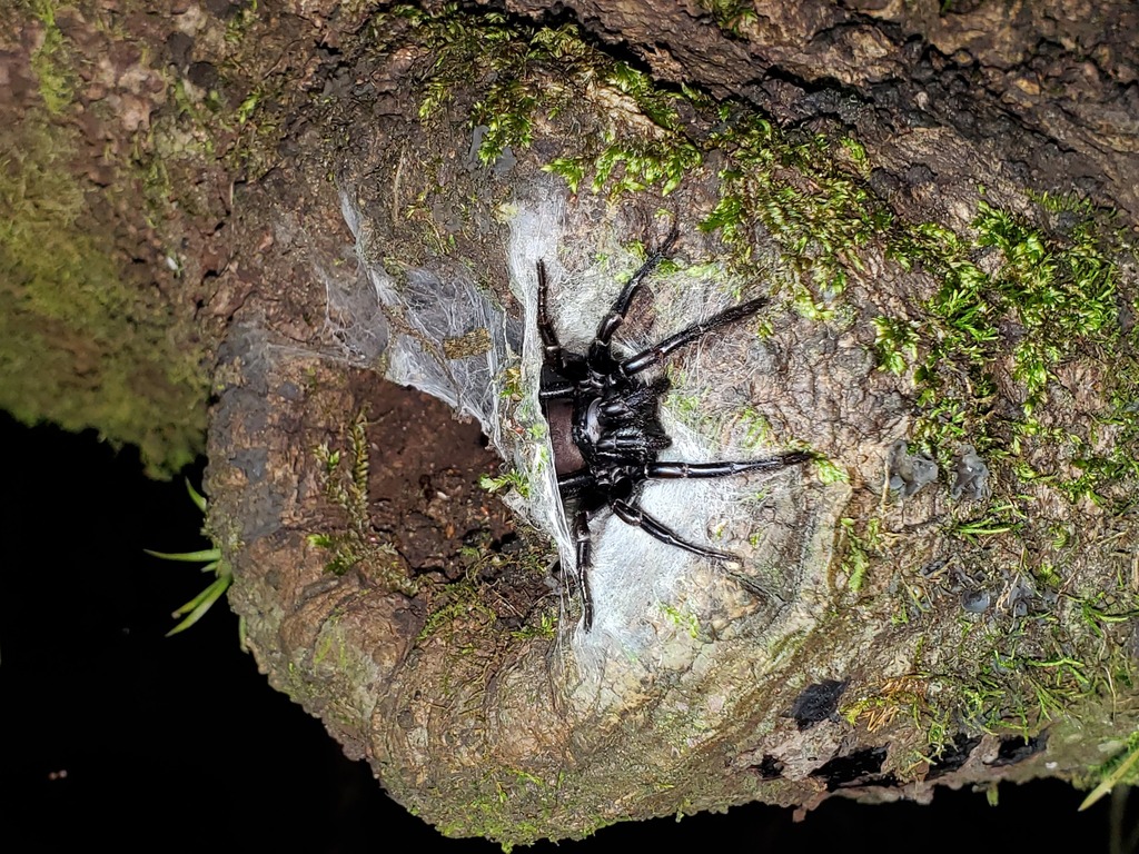 Goldeneye Wafer-lid Spiders from Santa Cruz de Yojoa, Cortés, Honduras ...
