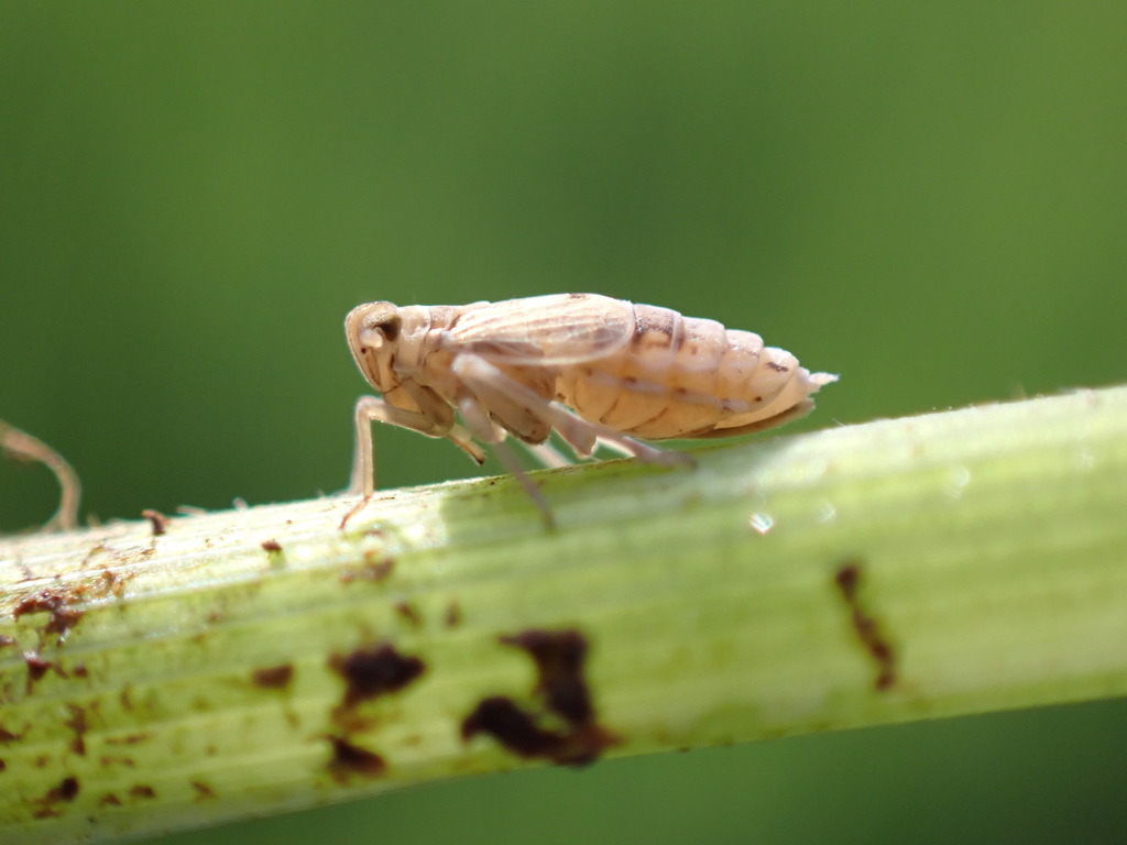 brown planthopper from Bogor, Kp. Parung Jambu, Bogor City, West Java ...