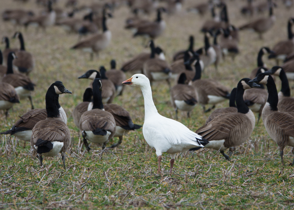 Snow Goose from Talbot County, MD, USA on January 23, 2023 at 12:32 PM ...