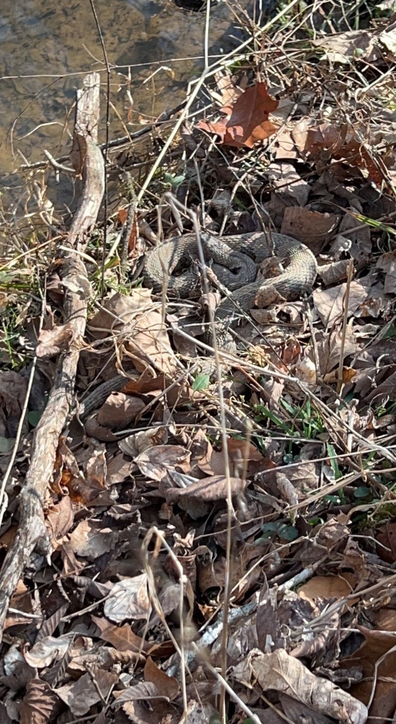 Diamondback Watersnake from Shawnee National Forest, Vienna, IL, US on ...